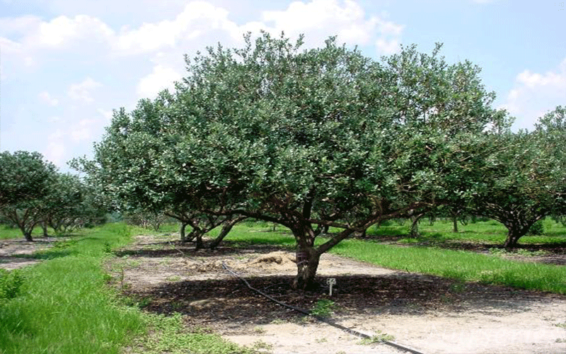 WHOLESALE GUAVAS TREE NAPLES